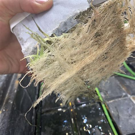 Hydroponic Hypochlorous Acid Grozine