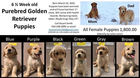 Black Golden Retriever Puppies