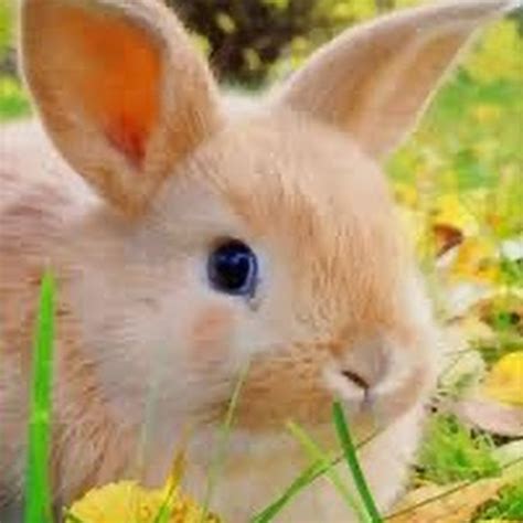 Xxcookie Bunnyxx Youtube