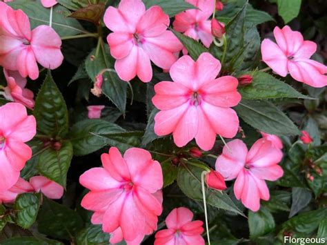 Impatiens Flower Meaning And Symbolism Unveiled Florgeous