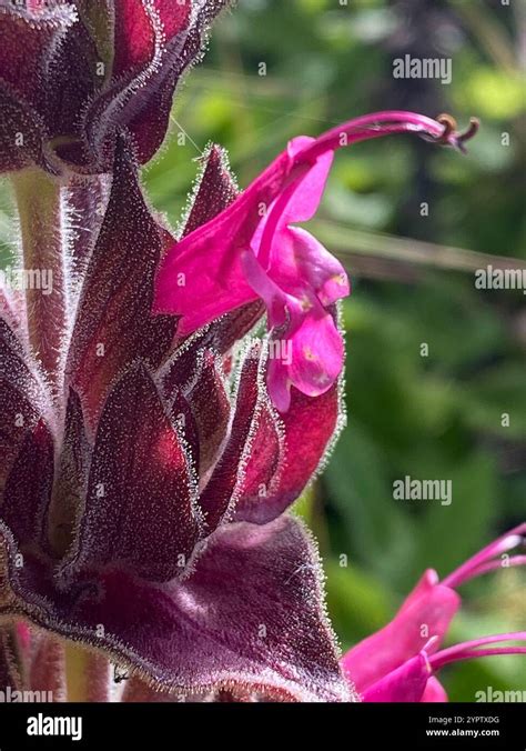 Salvia Spathacea Immagini E Fotografie Stock Ad Alta Risoluzione Alamy