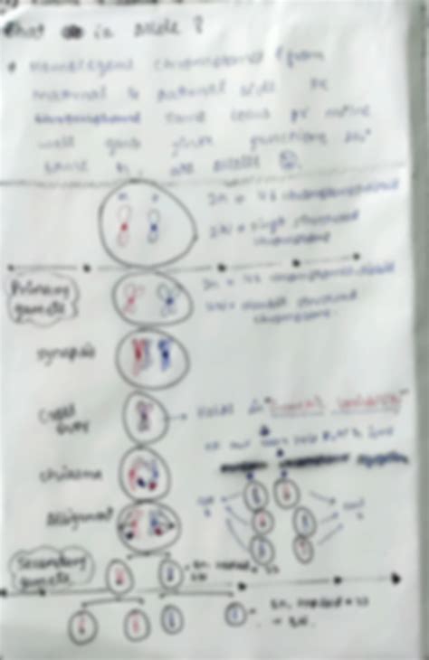 Solution Dr Najeeb Embryo Notes Gametogenesis Lecture 1 Studypool
