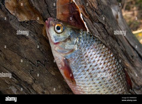 Freshwater Fish Just Taken From The Water Several Roach Fish On Green