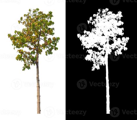 Tree Graph Stock Photos Images And Backgrounds For Free Download