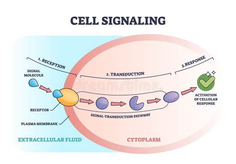 Extracellular Signal Stock Illustrations 32 Extracellular Signal Stock Illustrations Vectors