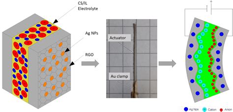 Production And Performance Evaluation Of A Novel Ionic Electroactive