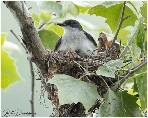 Eastern Kingbird Nest Part One A Thousand Acres Of Silphiums
