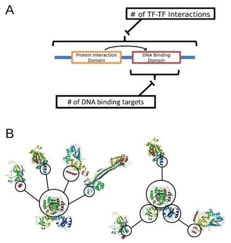 possible molecular models of constraints a differential constrains