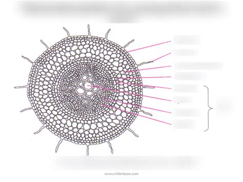 Botany Root Cross Section Diagram Quizlet