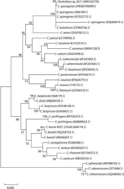 Phylogenetic Tree Based On A Maximum Likelihood Analysis Of Partial 16s