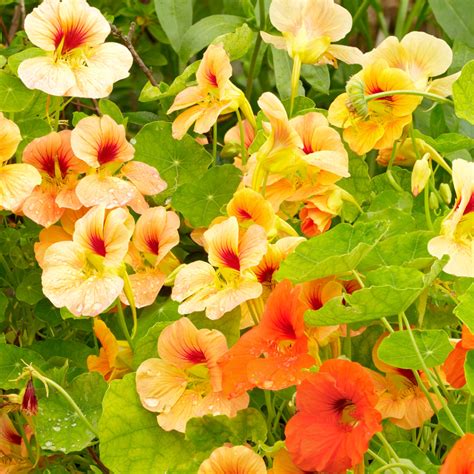 How To Grow Nasturtium Flowers In Containers 2026