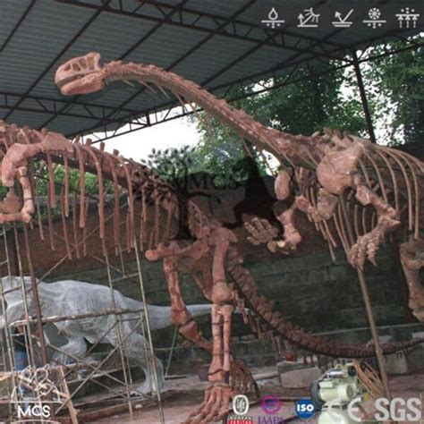 Lufengosaurus Replica Cast Skeleton Fossil Skr021