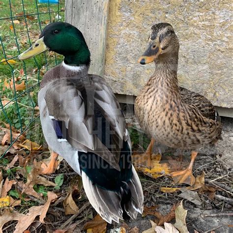 Dabbling And Diving Ducks Whats The Difference Meyer Hatchery Blog