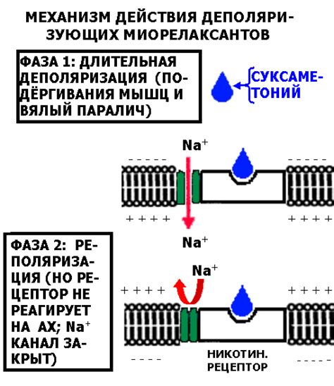 Суксаметоний.