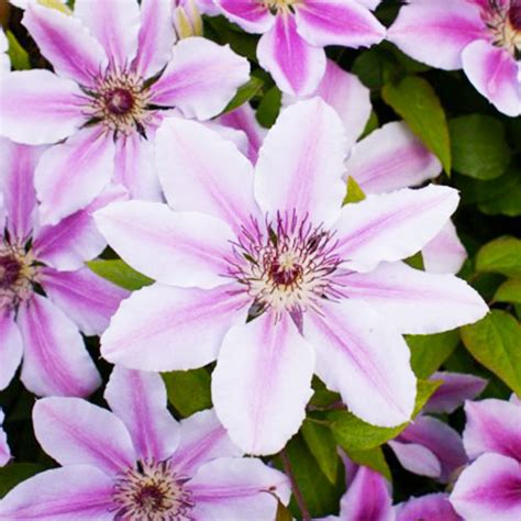 Clematis Nelly Moser Patens Group Order Online In Eu Directly From The Netherlands