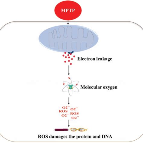 Illustrates The 6 Ohda Model Stepwise A Higher Resolution Colour