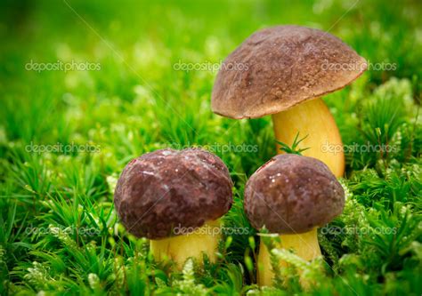 Downloaf Cep - basseasysite