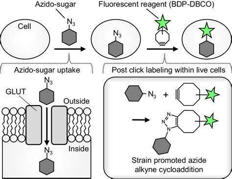 Schematic For Measurement Of Azido Sugar Uptake By Post Click