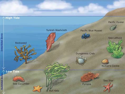 Different Tidal Zones At Shelly Hampton Blog