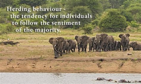 Herding Behaviour