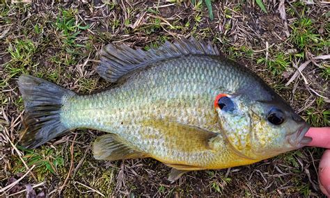 Redear Sunfish Virginia Dwr