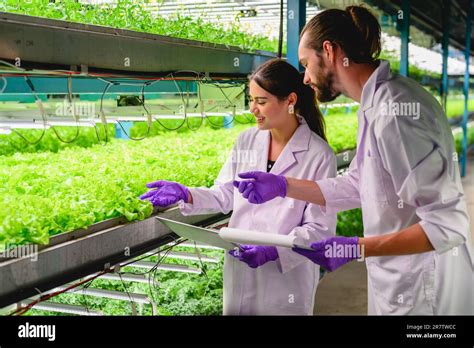 Scientists Team Working And Researching In Hydro And Organic Farm Stock