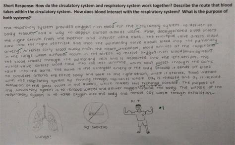 Cardiovascular System Test Human Bio