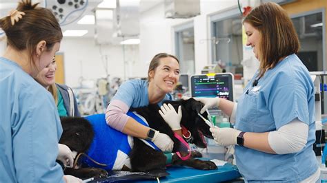 A Day In The Life Of A Veterinary Nurse Youtube