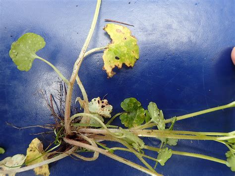 Chrysosplenium Alternifolium L Biologie Végétale