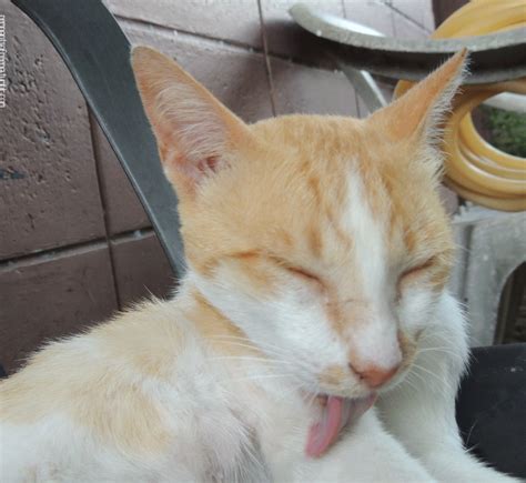 Cat Lick S Wiffle