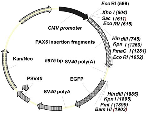 Features Of The Plasmid Pcmv Pax6in Egfp The Plasmid Contains A Cmv