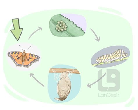 Definition And Meaning Of Transform Picture Dictionary