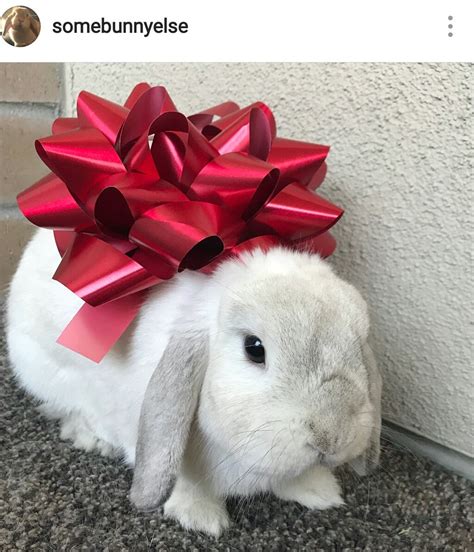 Media Tweets By Bailey The Bunny Baileythebunnyy Twitter