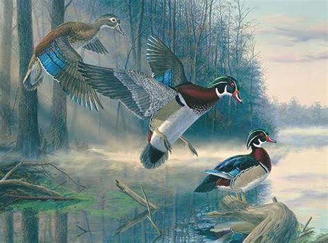Wood Duck Painting At Explore Collection Of Wood
