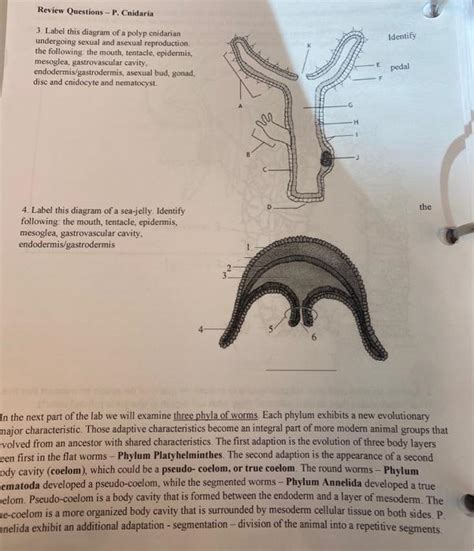 Solved 3 Label This Diagram Of A Polyp Cnidarian Undergoing