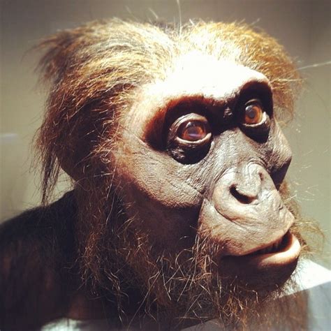 Instagram Leoduranv Australopithecus Afarensis 39 30 Mya Afar