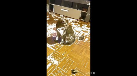 بدو بدو بدو بدو آمدم ویدیو جدید Youtube