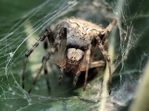 Orb Weaver Spider Possibly Neoscona Sp With Mottled Brown And White