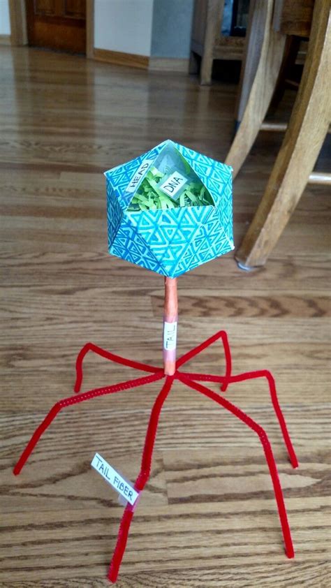 Bacteriophage Virus Model