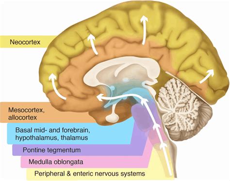 Neo Cortex And Limbic System