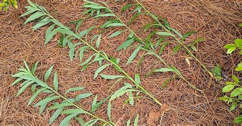 Weed In 7b Any Idea Grows Very Quickly Shallow Root Easy To Pull