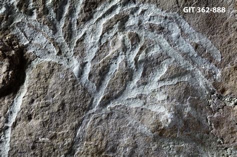 96 Trace Fossils Geosciences Libretexts 96 Trace Fossils Geosciences Libretexts