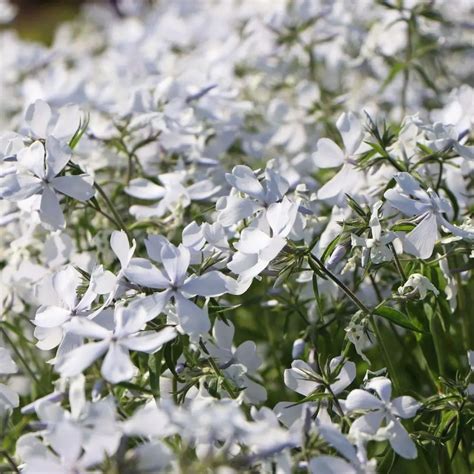 Флокс растопыренный Мэй Бриз ОКС купить за 570 р. в садовом центре АСТ ...