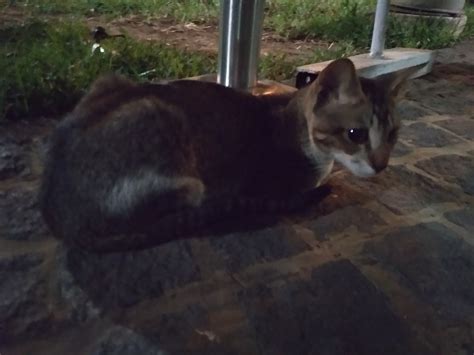 Redmi A Review Gadgets