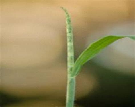 Itchgrass Leafconagro