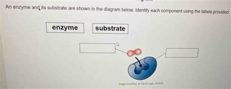 Solved An Enzyme And Its Substrate Are Shown In The Diagram Below Identify Each Component