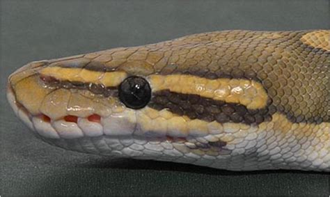 Ball Python Head