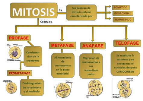 Mitosis Mapa Conceptual Pdf