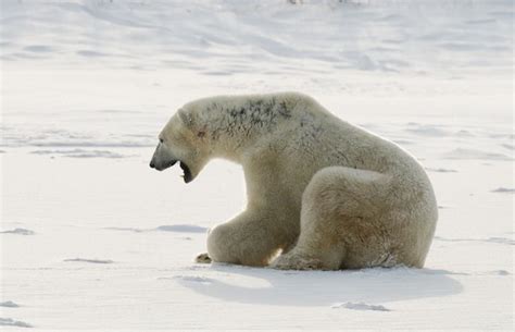 Difference Between Taiga Tundra Sciencing