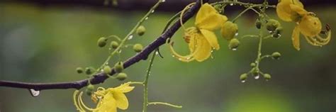 Mullapoo Mullapoo2 Twitter